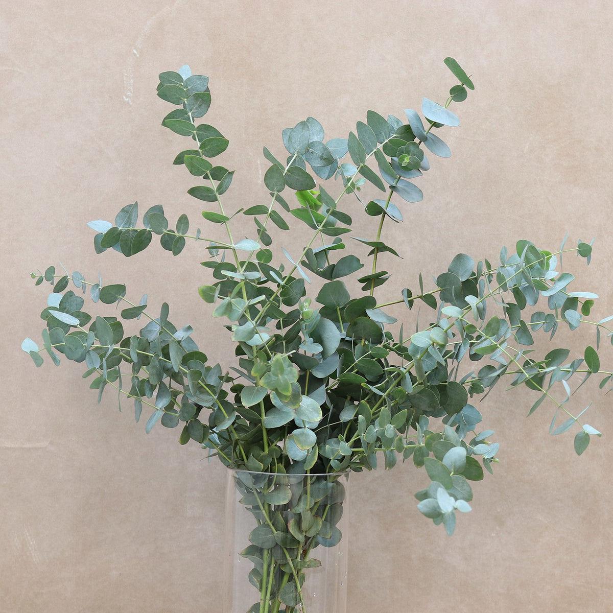 Eucalyptus Cinerea 70+cm – Nova Blooms UK